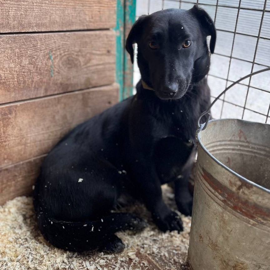Взрослая собака в добрые руки