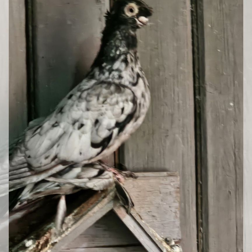 Голуби узбекские