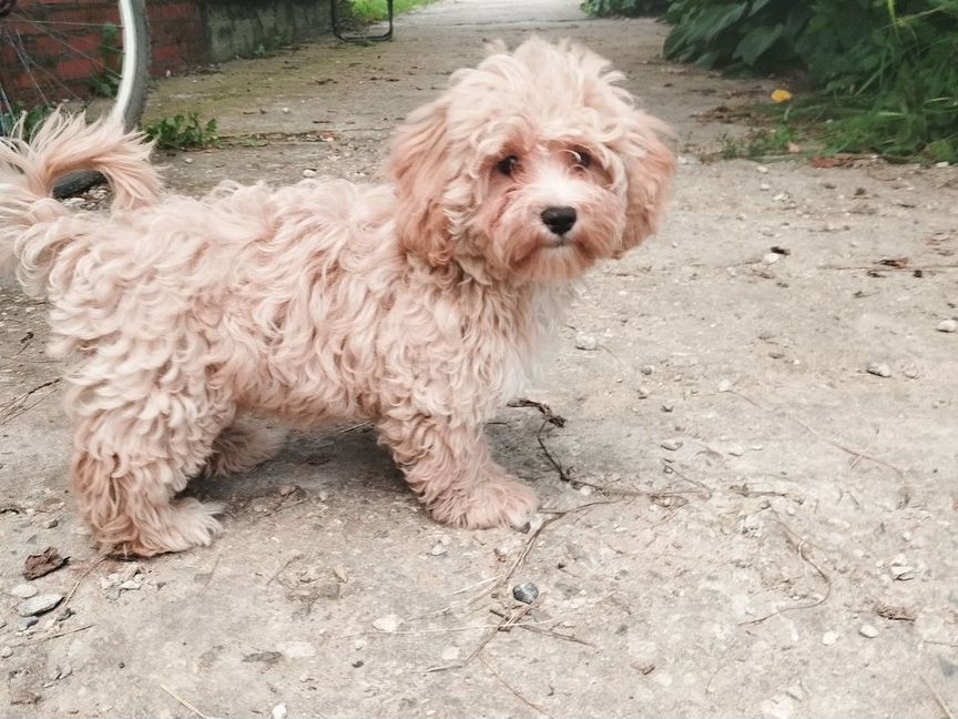 Мальтипу Ф1