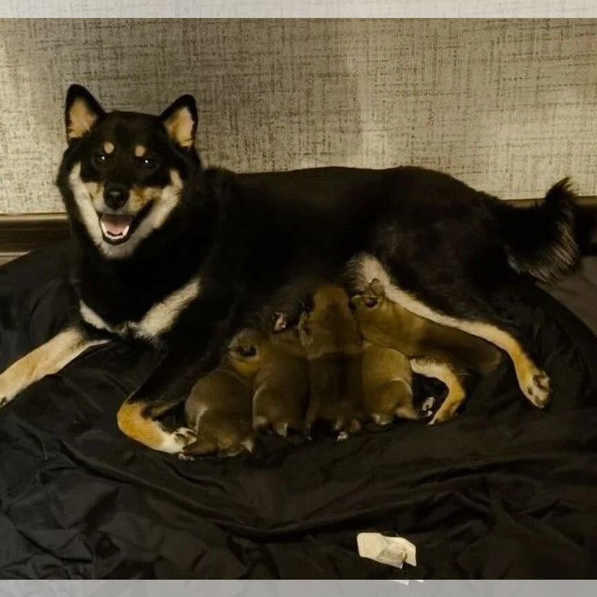 Сиба-ину, щенок