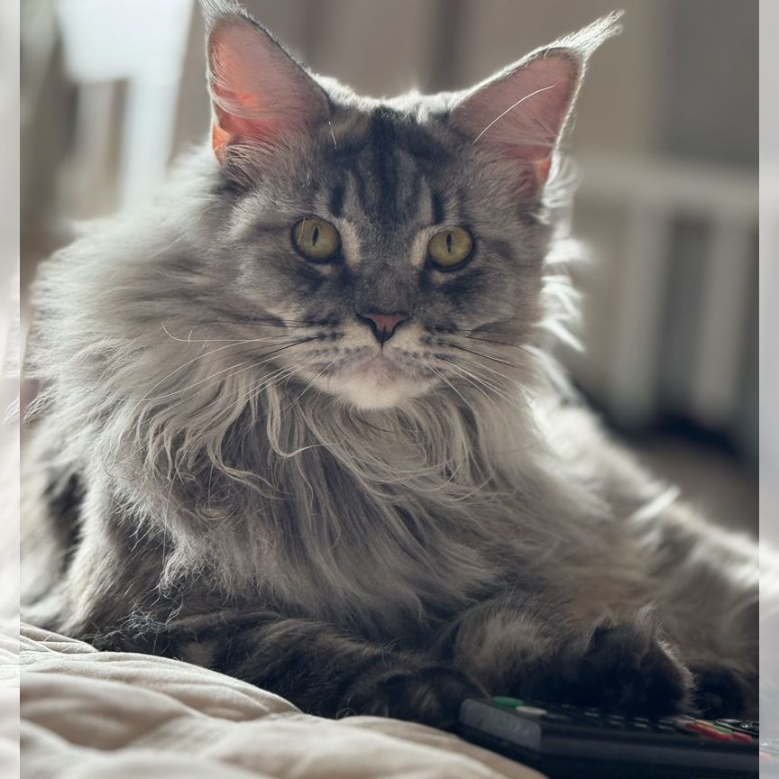 Мейн-кун, взрослая кошка