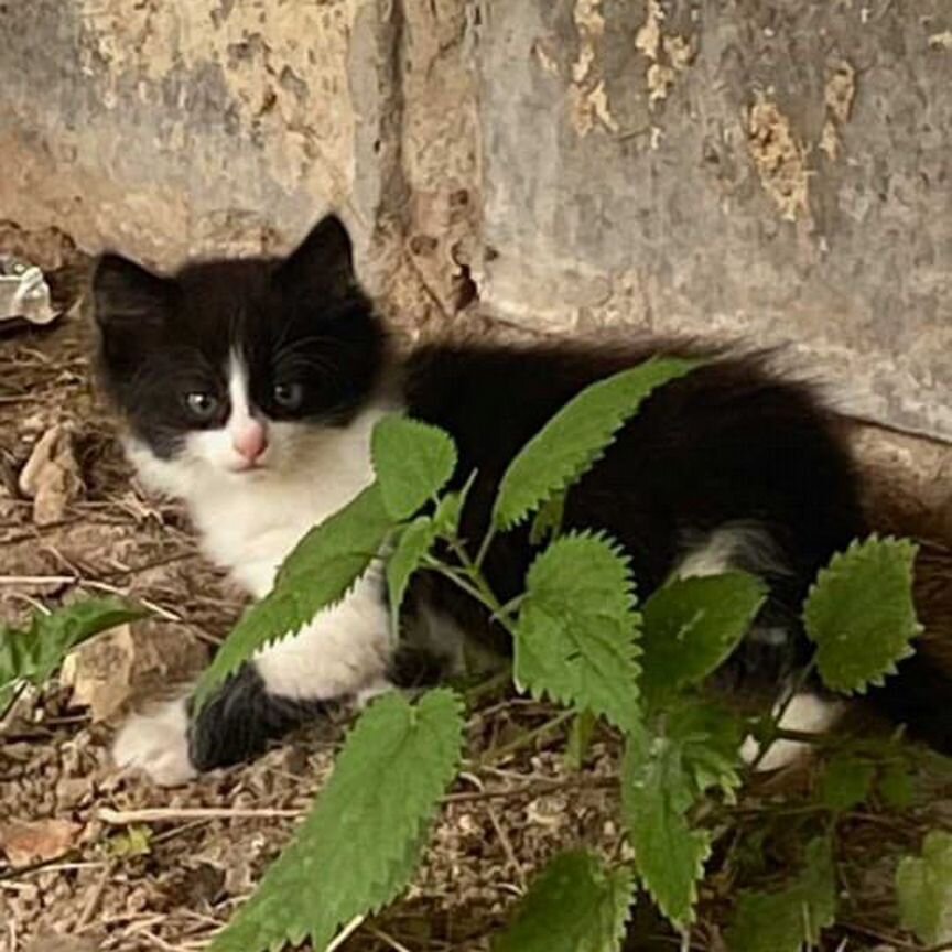 Котенок мальчуган ищет семью