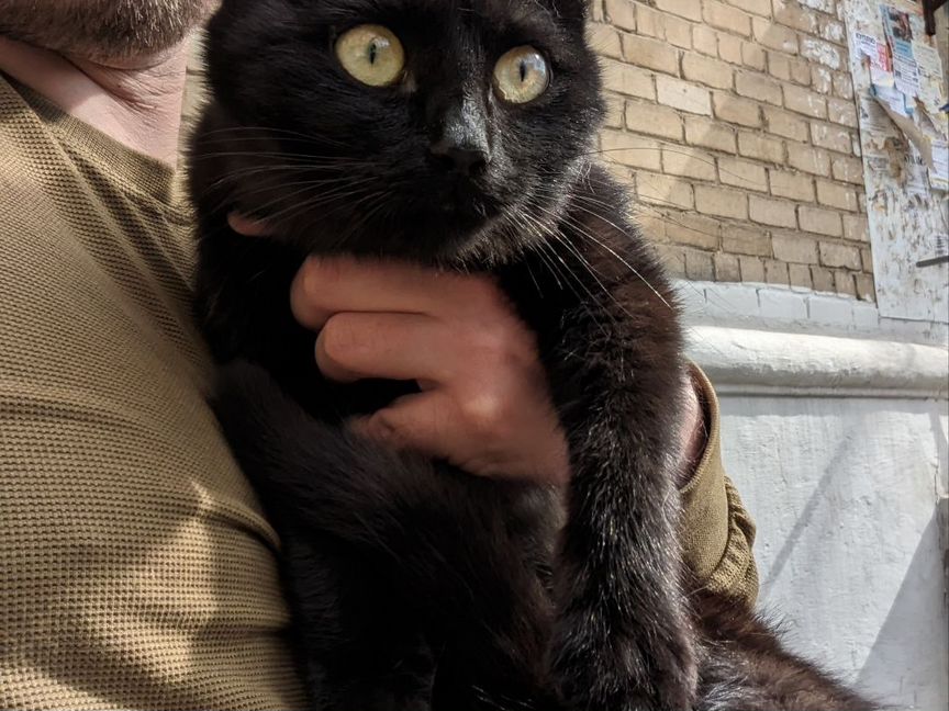 Волшебная черная кошка