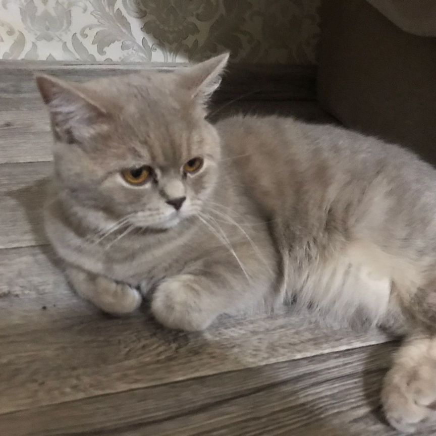 Кошка бесплатно