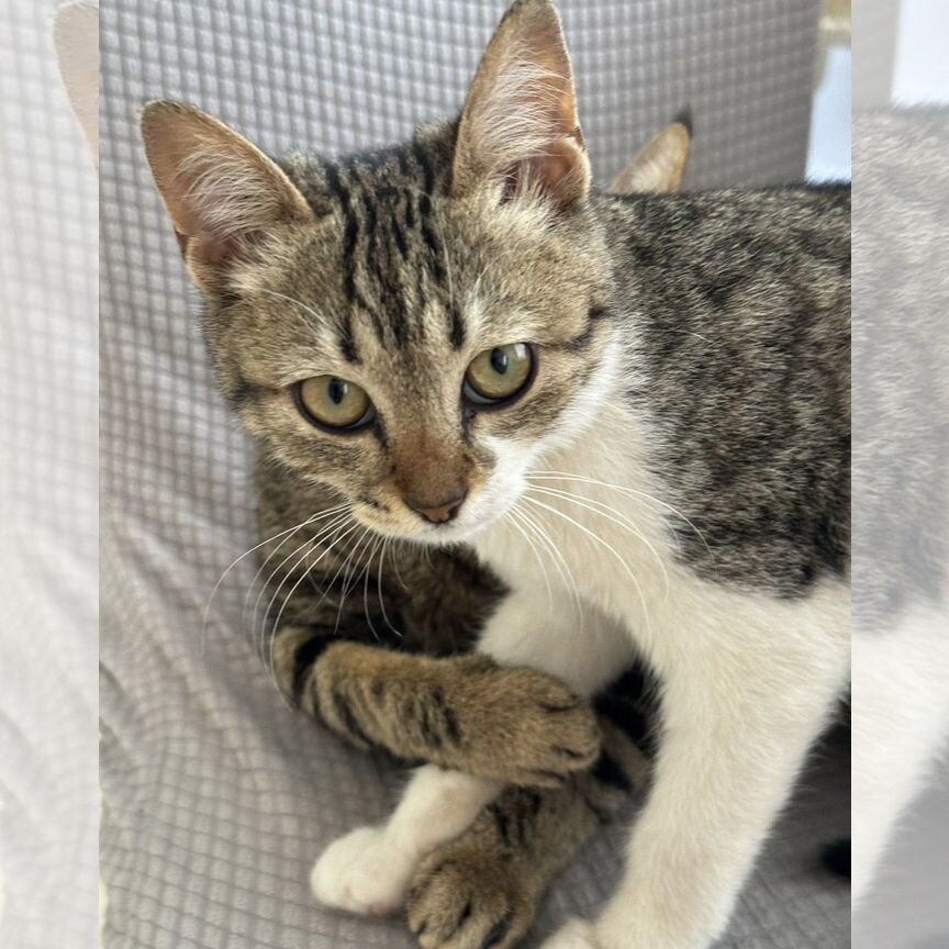 Кошки в добрые руки бесплатно