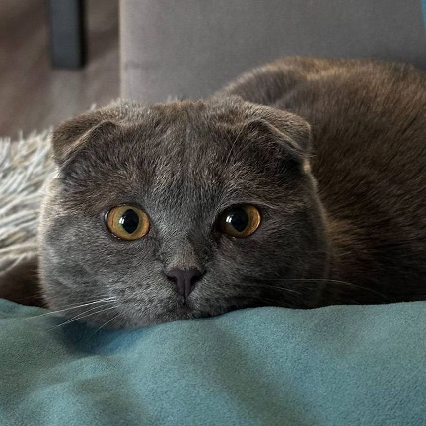 Шотландский вислоухий короткошёрстный кот, вязка