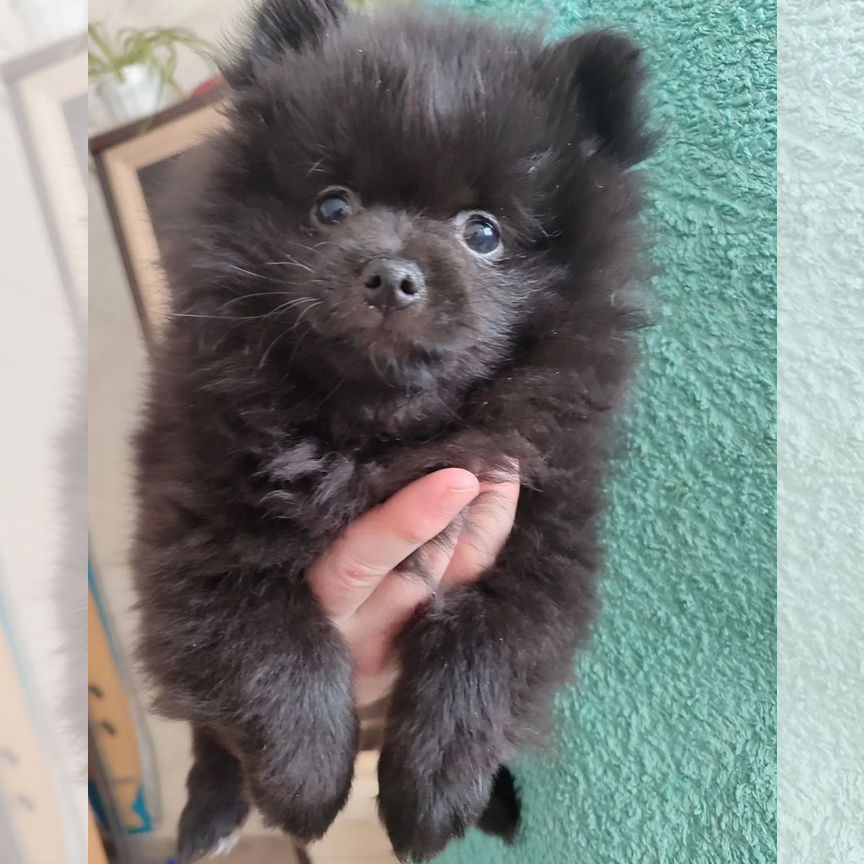 Померанский шпиц, щенок