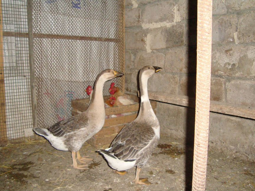 Гуси кубанские