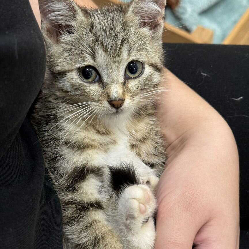 Котенок в добрые руки