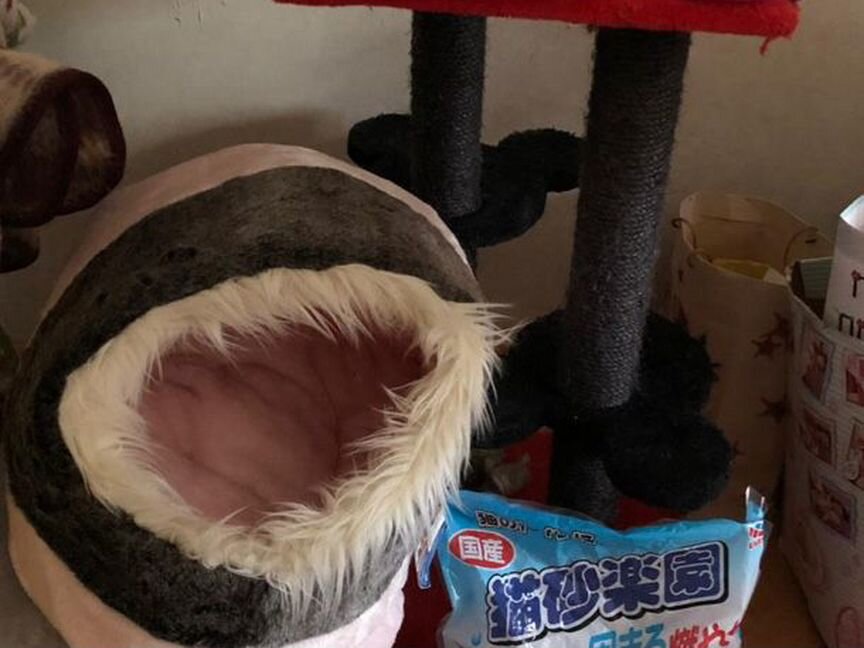 Принадлежности для котов