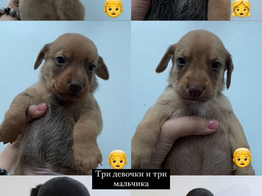 Маленькая собака такса
