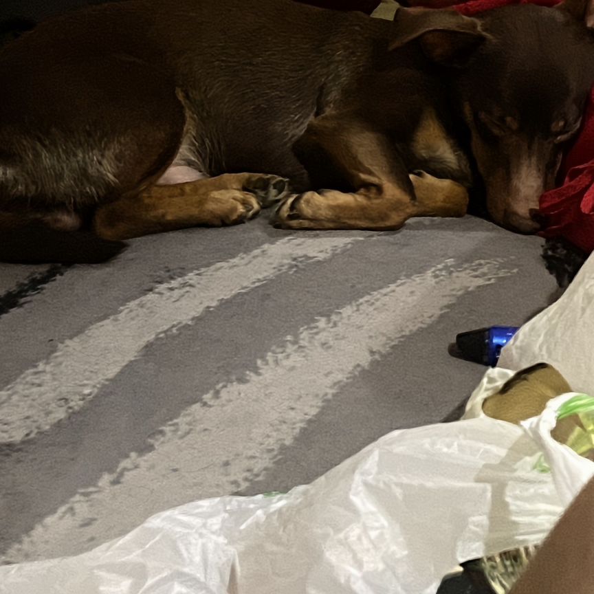 Йоркширский терьер, взрослый пёс