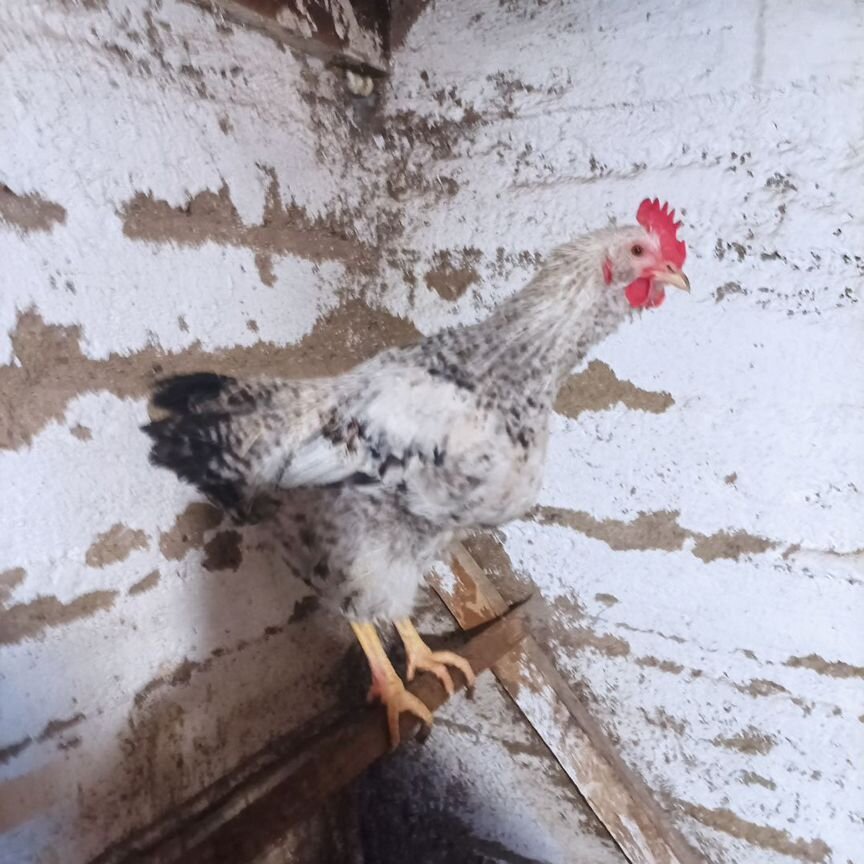 Куры петухи