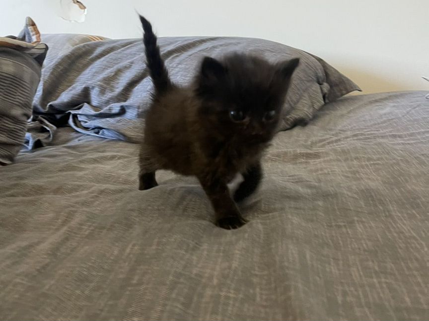 Котёнок