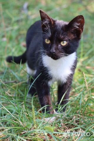 Чудесный котик подросток в добрые руки