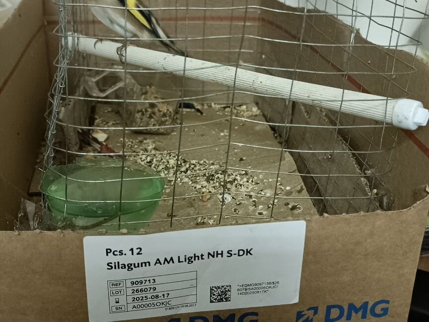 Шегол самец