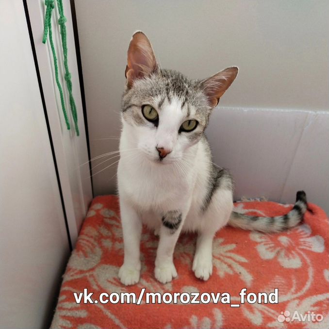 Котик Елисей ищет надёжных хозяев