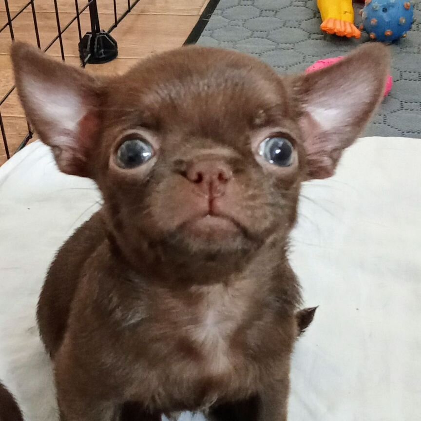 Малыш чихуахуа