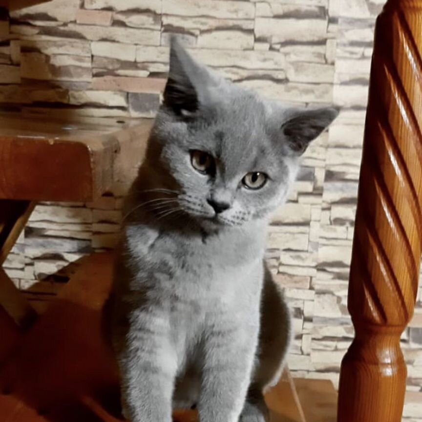 Кошечка Британка 3 месяца