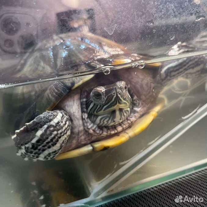 Черепаха водная