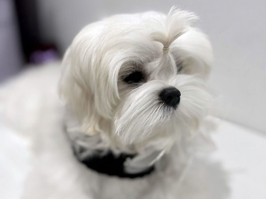 Мальтезе мальтийская болонка