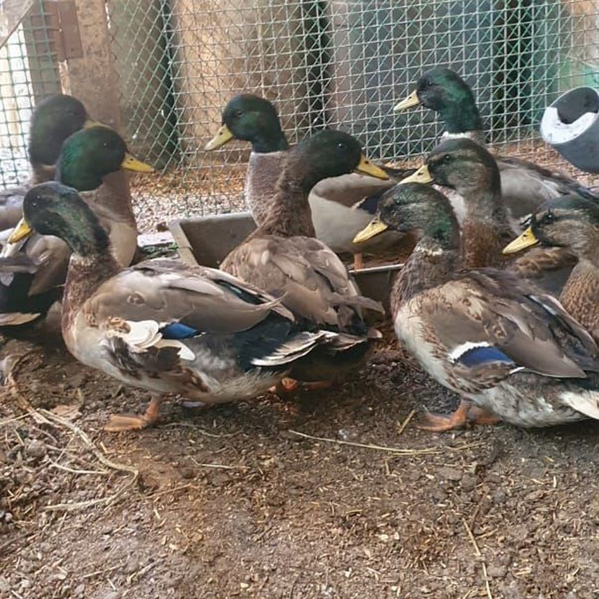 Селезень дикой утки