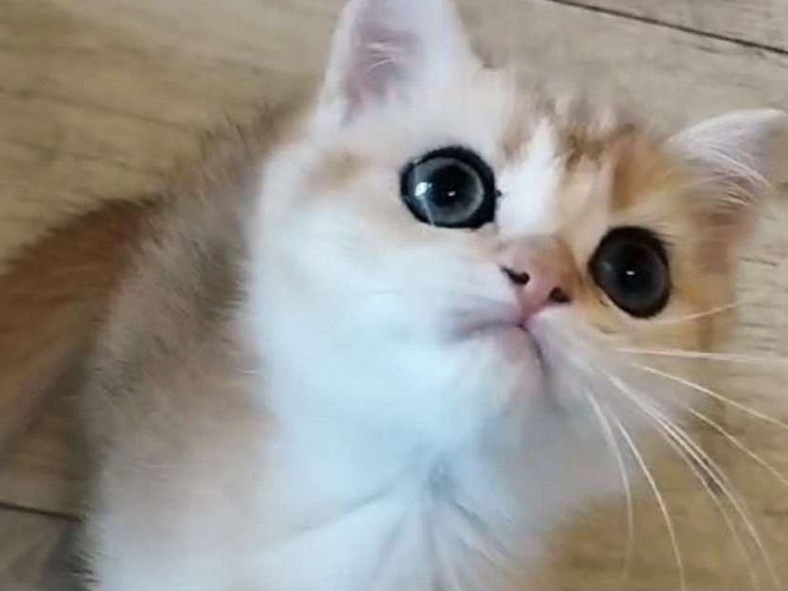 Малышка Лили золотая шиншилла с родословной