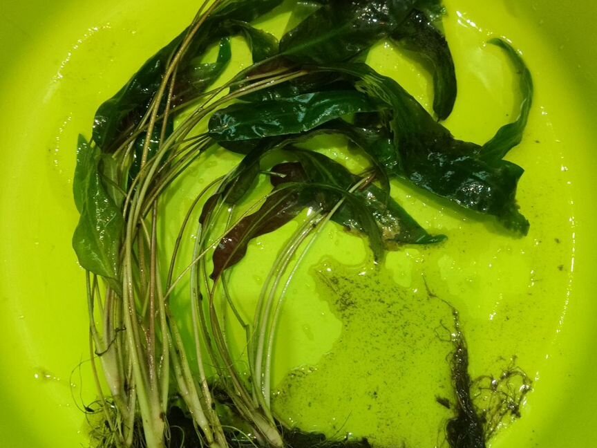 Криптокорина. Прополка