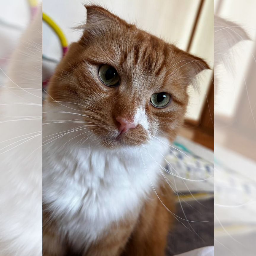 Шотландский вислоухий длинношёрстный, взрослый кот