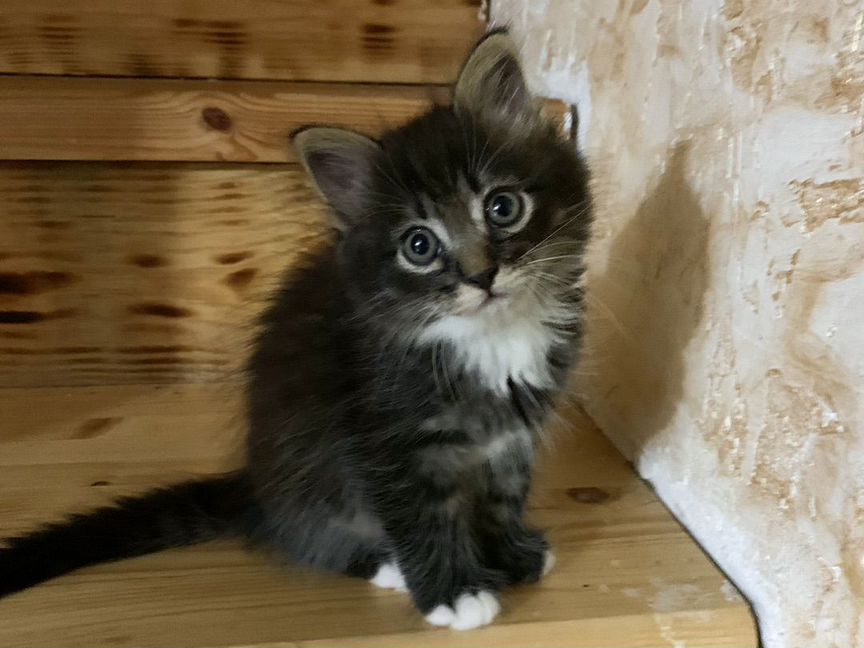 Котёнок, девочка