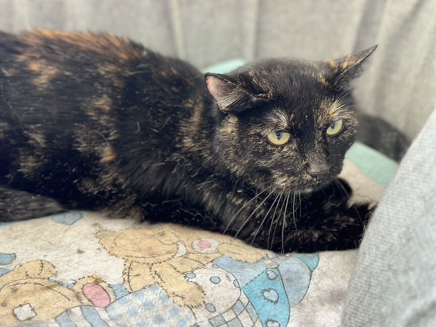 Тиффани ищет дом