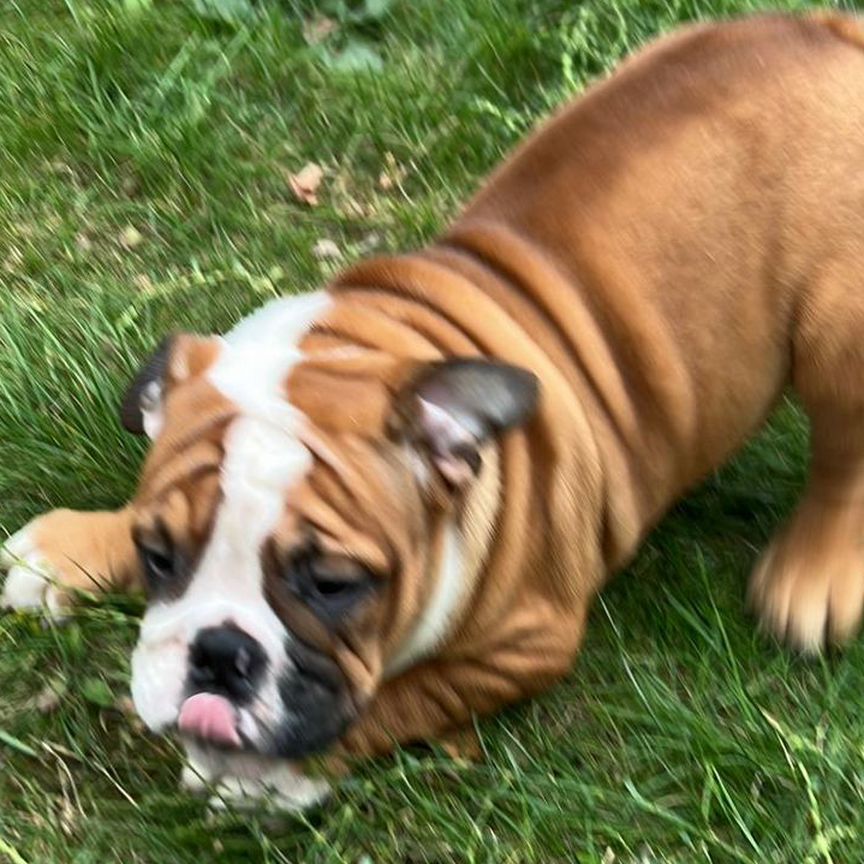 Английский бульдог 5 девочек и 1 мальчик