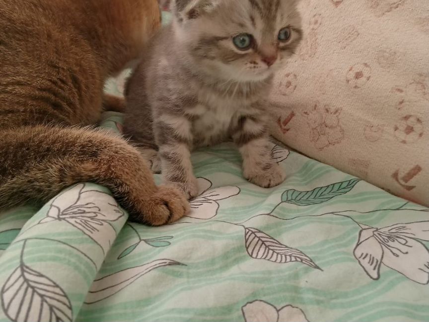Шотландская кошка