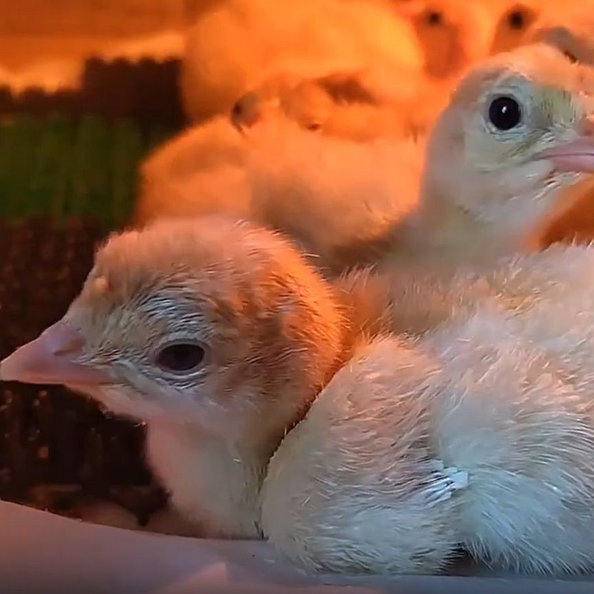 Индюшата суточные грейд мейкер средний кросс