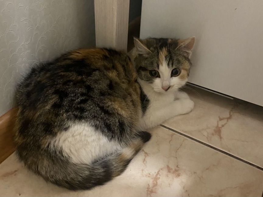 Котенок богатка