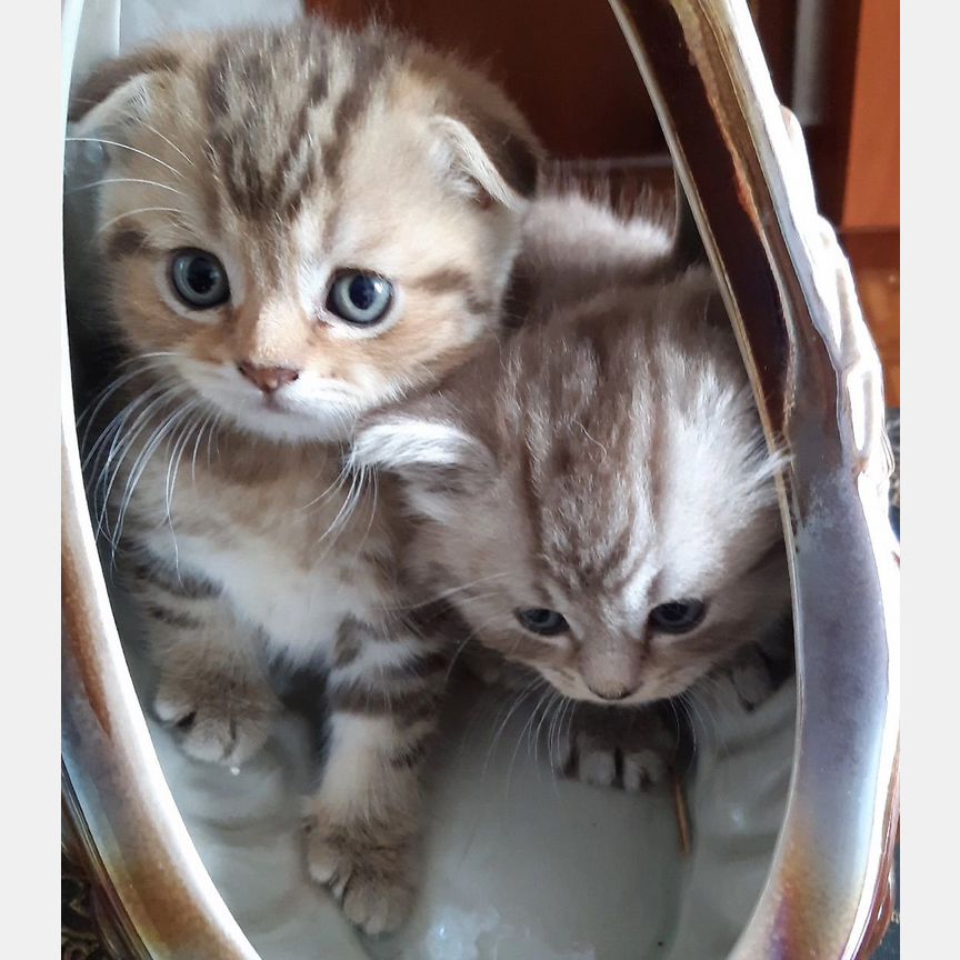 Шотландские котята