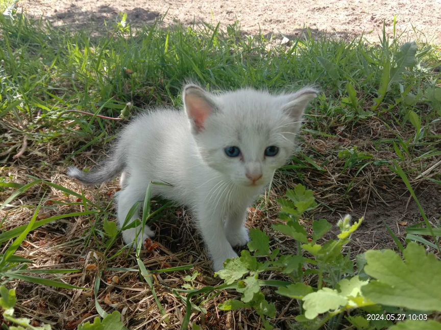 Котята в добрые руки