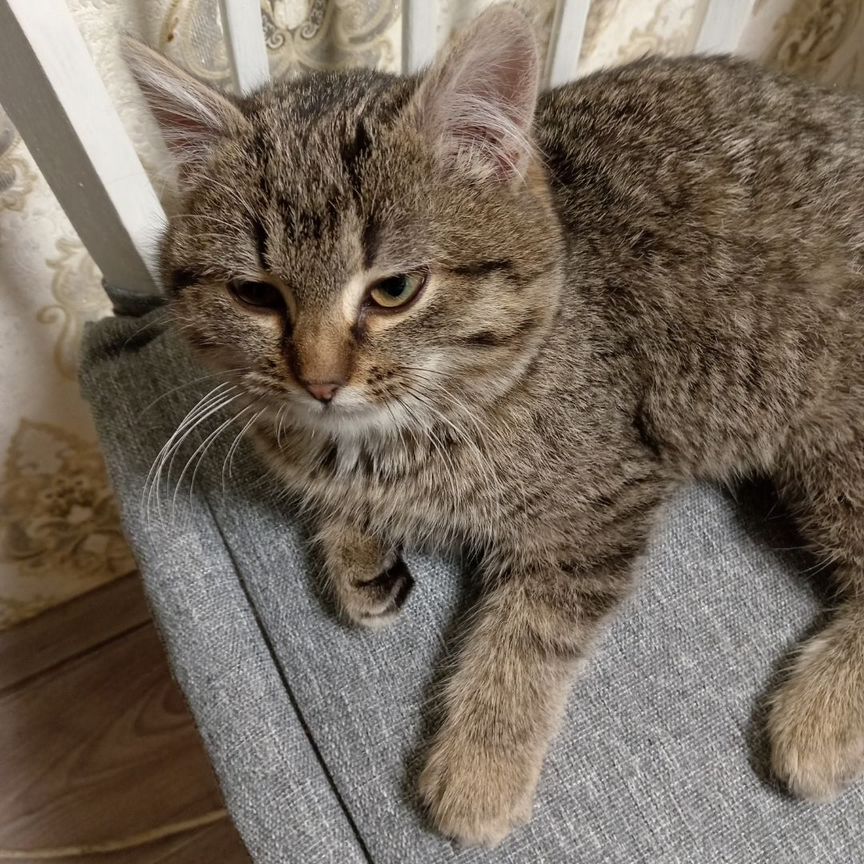Кошечка игруля