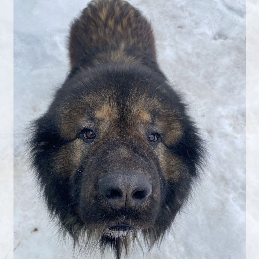 Кавказская овчарка, взрослый пёс