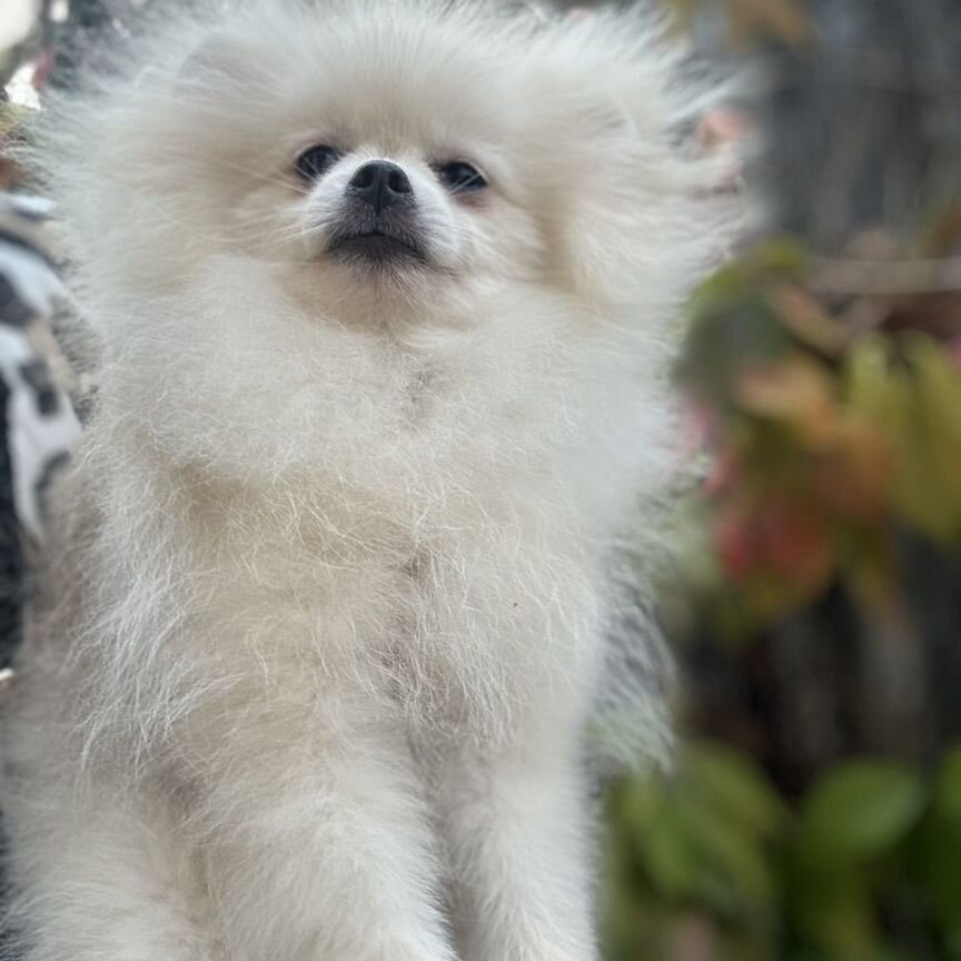 Малый немецкий шпиц