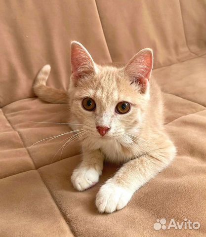 Мальчик, кремовый окрас