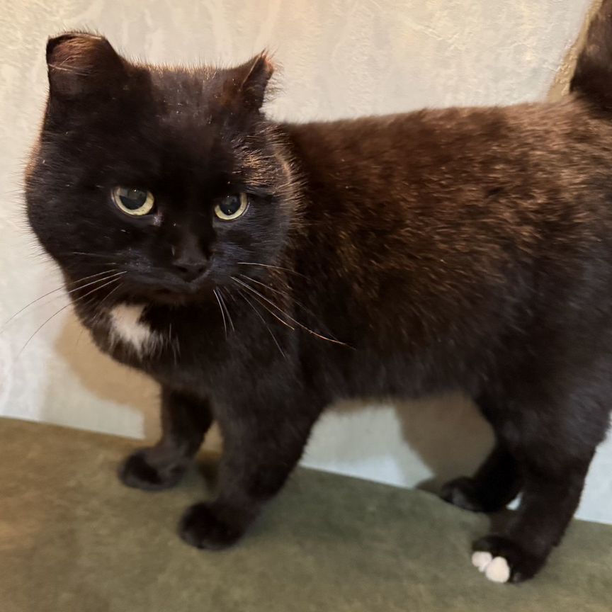 Взрослая кошка в добрые руки