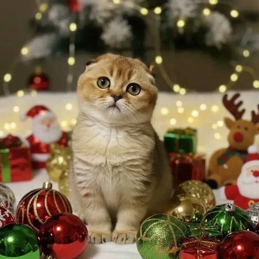 Манчкин котёнок