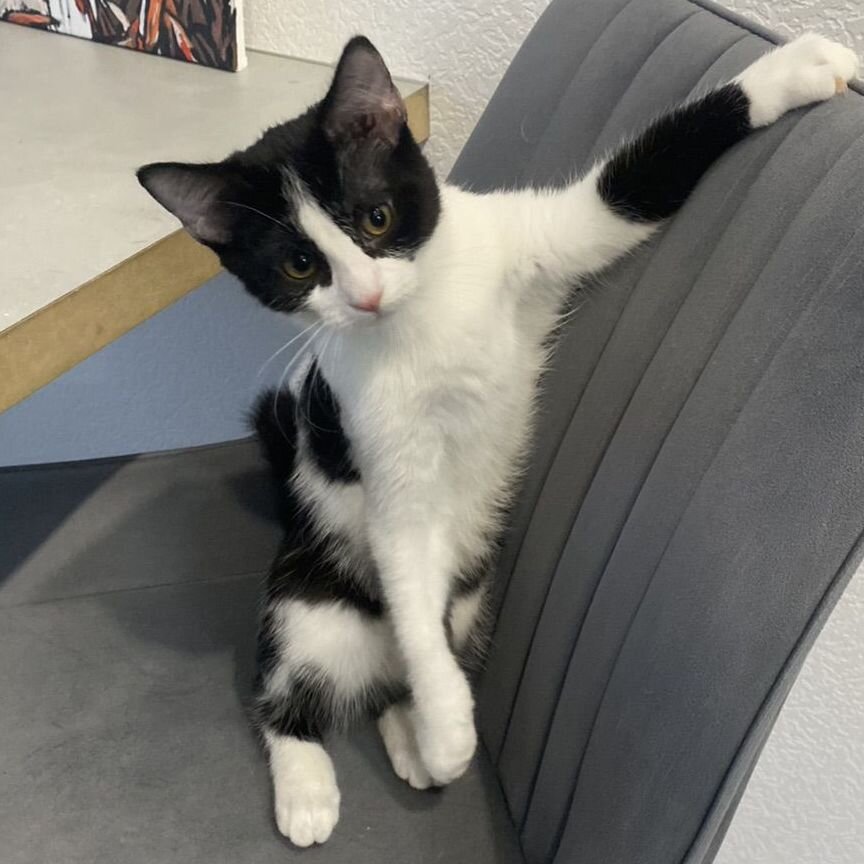 Котёнок в добрые руки