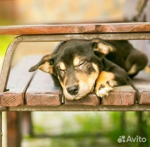 Щенок в добрые руки бесплатно