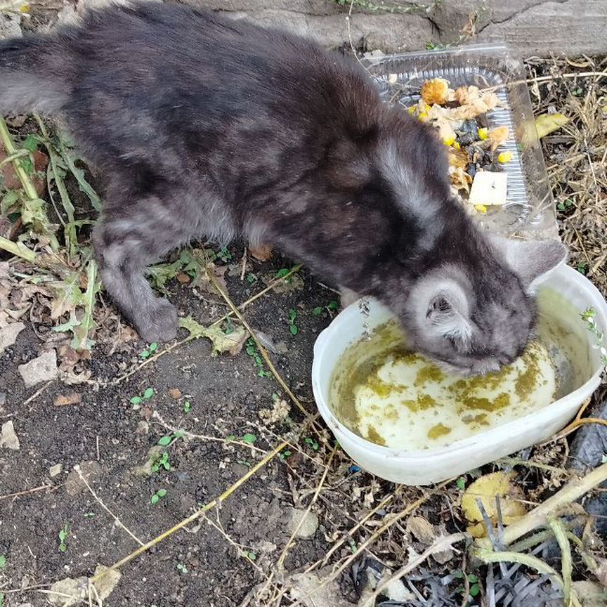 Котенок бесплатно