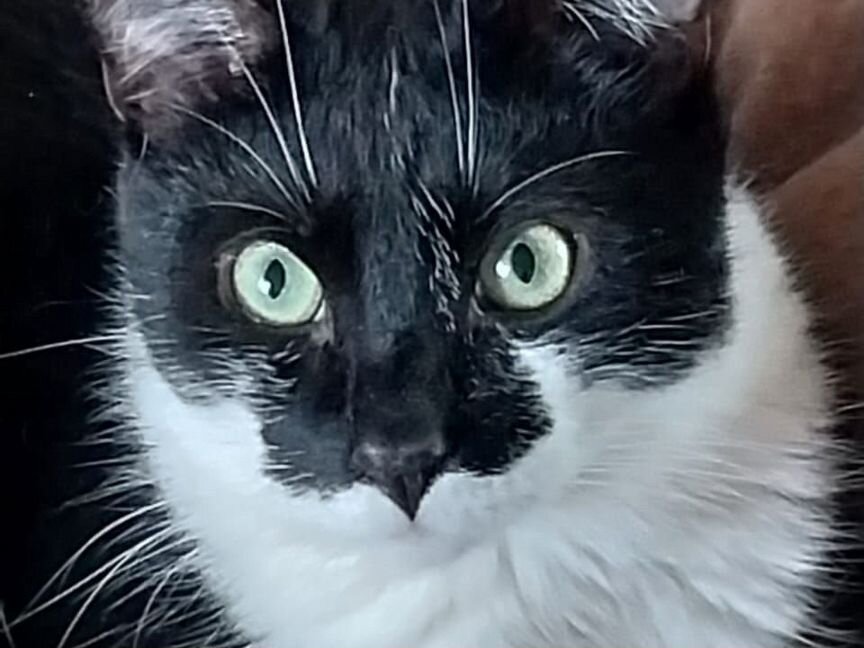 Котик Зорро