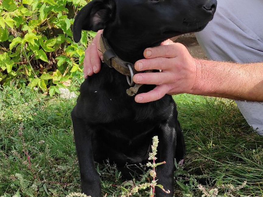 Щенок в добрые руки