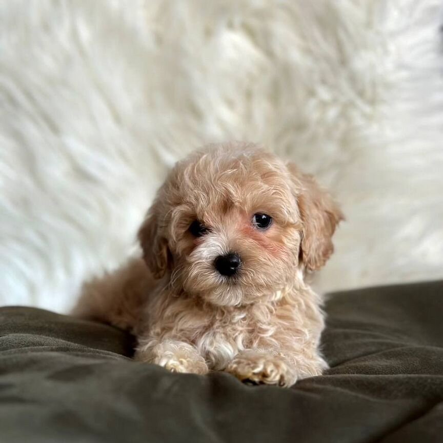 Мальтипу f1 mini мальчик