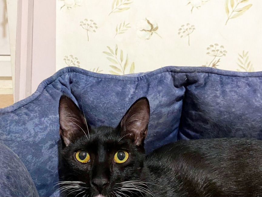 Ласковый котенок Ято ищет дом